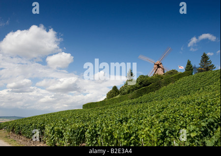 Moulin de Verzenay Mumm champagne vineyards on the slopes of the ...