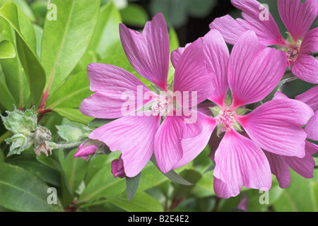Tree mallow flowers (Lavatera arborea) on a coastal slope. Photographed ...