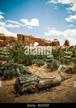 dead tree in the desert in arches national park in the utah desert ...