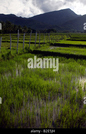 Rice field in the Philippines. Rice is the staple food for Filipinos ...