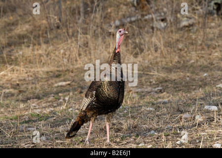 Jake Wild Turkey Stock Photo - Alamy