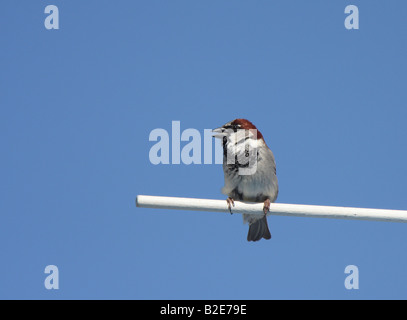 Male American house sparrow overhead on a branch Stock Photo - Alamy