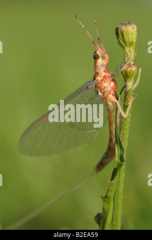A mayfly, May fly, gently perched on the blossoming stem of a summer ...