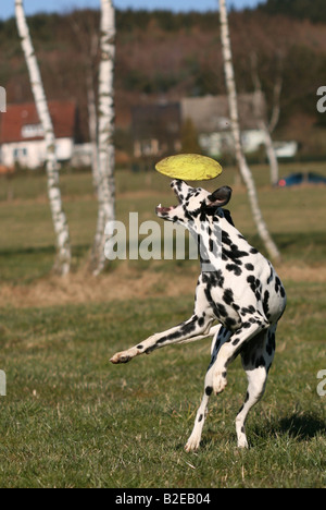 A vertical shot of a dog catching a frisbee in the air with its teeth ...