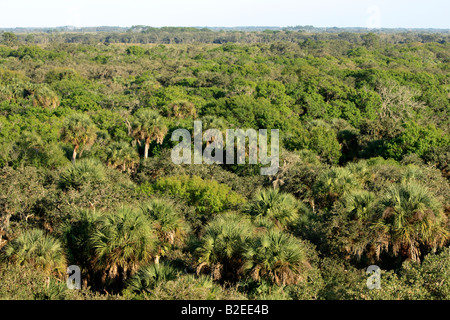 Palm trees in southwest Florida Stock Photo - Alamy