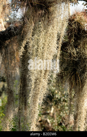 Spanish Moss and epiphyte (air plant), Everglades National Park ...
