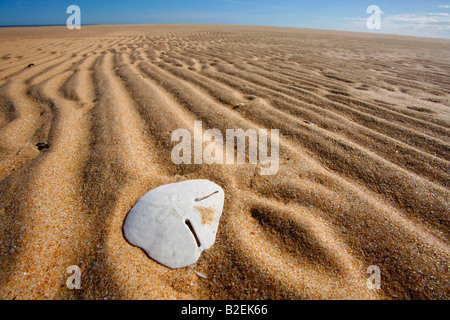 A pansy shell lying on one of the idyllic beaches on the Mozambique ...