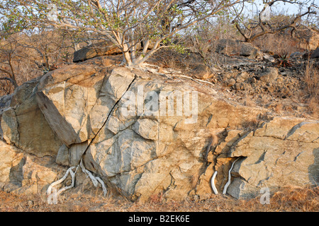 The roots of a rock fig splitting rocks Stock Photo - Alamy