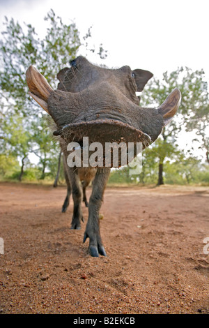 A close-up frontal portrait of a warthog in the wilds of South Africa ...