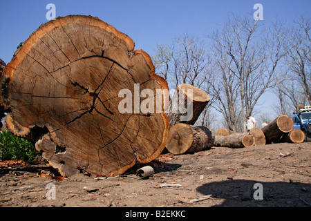 Leadwood (Combretum imberbe) logs in a log depot in rural Mozambique ...