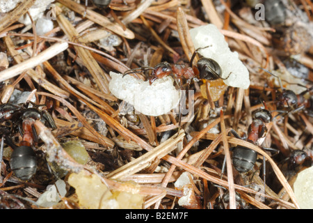 ant formica Formica rufa imenotteri insetti formicaio montagna Cogne ...
