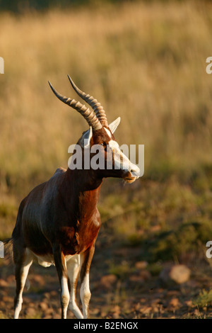 Blesbok Ram, South Africa Stock Photo - Alamy