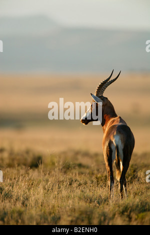 Blesbok Ram, South Africa Stock Photo - Alamy
