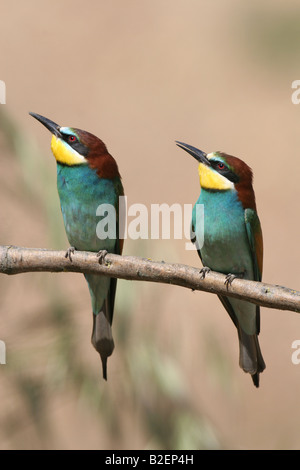 Bee-eater (Merops apiaster) pair sitting on a branch, wildlife, mating ...
