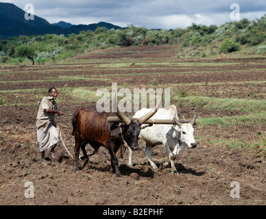 Ethiopian farmer with traditional wooden plough pulled by cattle Stock ...