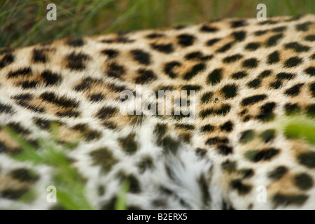 Close-up of leopard skin Stock Photo - Alamy