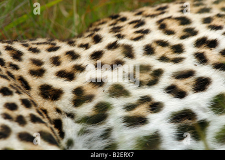 Close-up of leopard skin Stock Photo - Alamy