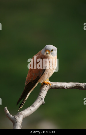 Lesser Kestrel (Falco naumanni), Extremadura, Spain Stock Photo - Alamy