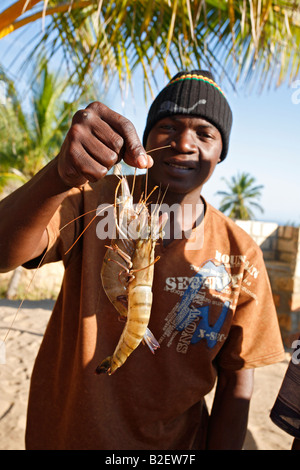 Fresh Tiger Prawns Stock Photo - Alamy