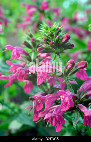 STACHYS THUNBERGII DANIELLE Stock Photo - Alamy