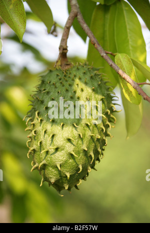 Fruit of the Soursop Tree, Annona muricata. Palenque, Chiapas State ...