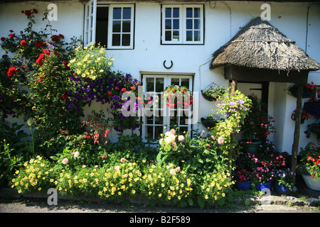 White painted cob and thatch cottages with summer flower display in ...