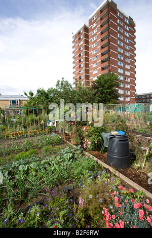 vegetable plots on an allotment in London east end Stock Photo - Alamy