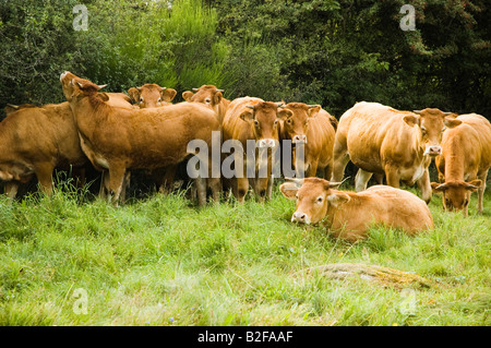 A herd of Limousine, a French breed of beef cattle from the Limousin ...