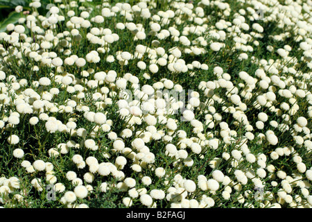 Santolina Primrose Gem Stock Photo - Alamy