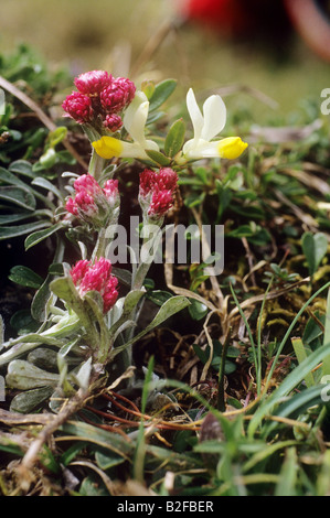 Antennaria dioica mountain everlasting, stoloniferous pussytoes ...
