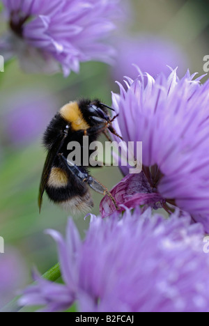 Bumble bee chive Stock Photo - Alamy