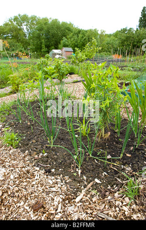 onions in bed on allotment Stock Photo - Alamy