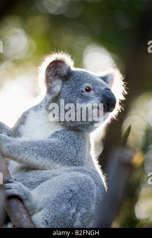 Koalas, an iconic Australian native animal, a marsupial, koala, using ...