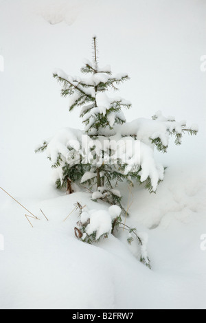 Winter landscape with a park after snowstorm Stock Photo - Alamy