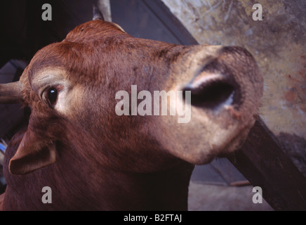 snotty nose cow, holy cow Stock Photo - Alamy