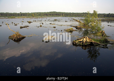 Flooded wetland, Blakemere Moss, Delamere Forest, part of the Mersey ...