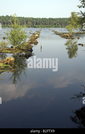 Flooded wetland, Blakemere Moss, Delamere Forest, part of the Mersey ...