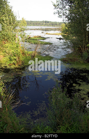 Flooded wetland, Blakemere Moss, Delamere Forest, part of the Mersey ...