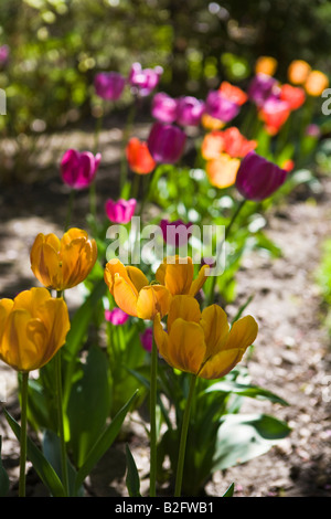 Flowerbed of mixed color flowers and tulips for spring-time landscapes ...