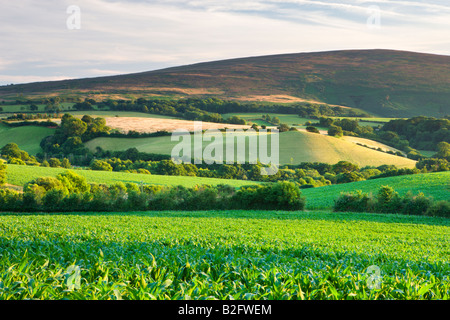 Summer crop field near Tivington Exmoor National Park Somerset England ...