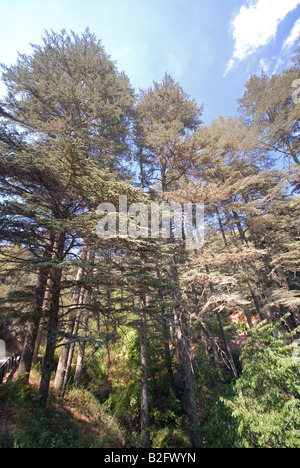 CYPRUS. Cyprus cedars (cedrus brevifolia) in Cedar Valley in the Stock ...