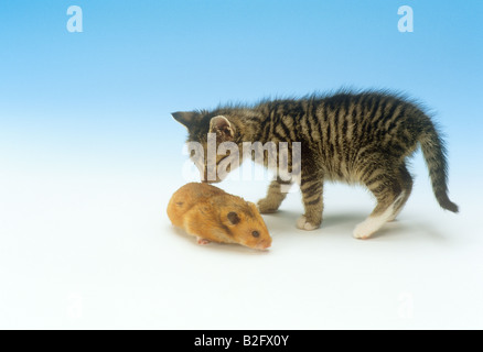 animal friendship: red fox and crow Stock Photo - Alamy