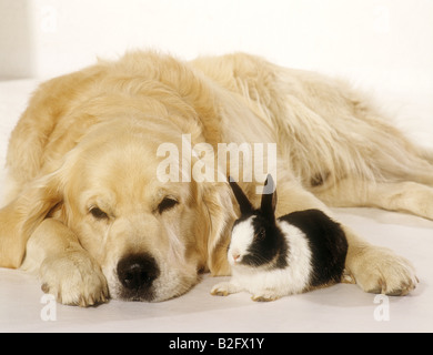 Golden Retriever and Domestic Rabbits Stock Photo - Alamy