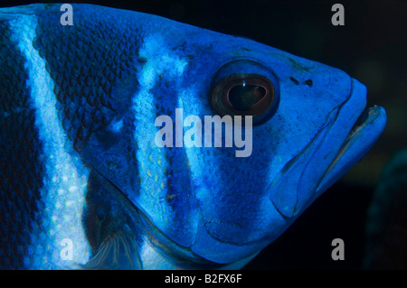 Indigo Hamlet (Hypoplectrus indigo) on a tropical coral reef off the ...