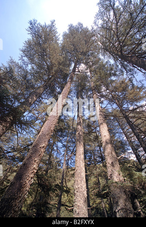CYPRUS. Cyprus cedars (cedrus brevifolia) in Cedar Valley in the ...