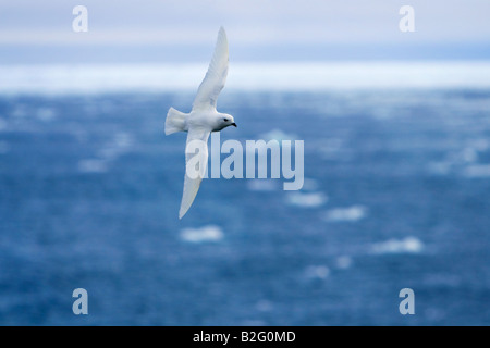 Snow Petrel (Pagodroma nivea) flying over the ocean searching for food ...