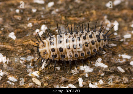 Red chilocorus beetle feeding on white louse scale Stock Photo - Alamy