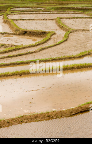 Asia Thailand Tiered rice paddies near the Northern town of pai a ...