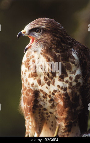Common or European Buzzard (Buteo buteo), with prey Stock Photo - Alamy