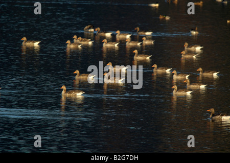 Greylag Goose / Greylag Geese / Graugans ( Anser anser ), pair, couple ...